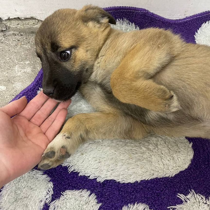 Собака в добрые руки отдам бесплатно