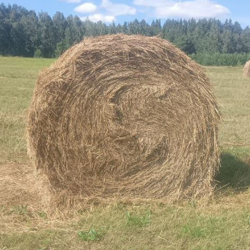 Продам сено в рулонах