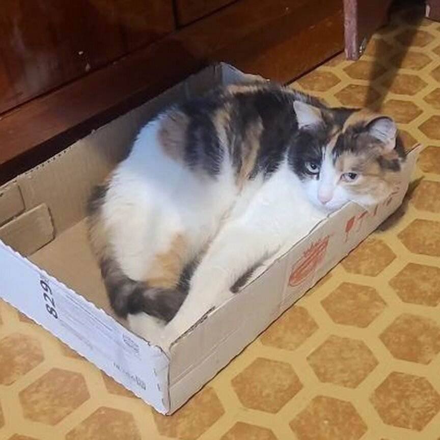 Взрослая, кошка в добрые руки