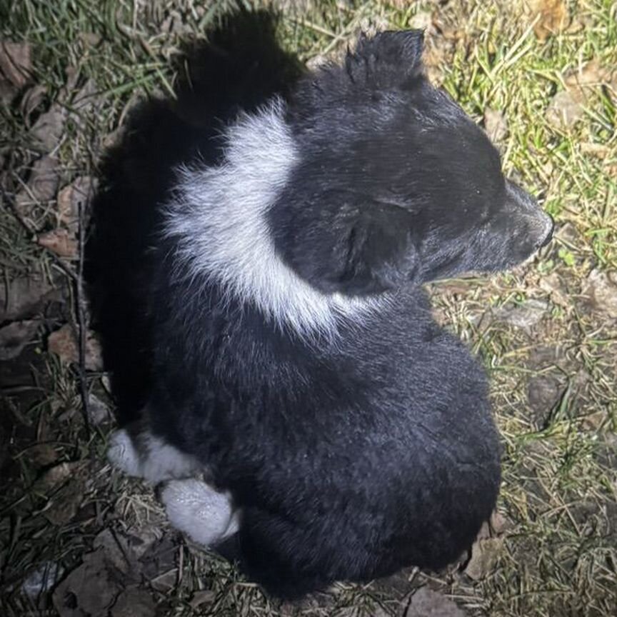 Щенок в добрые руки