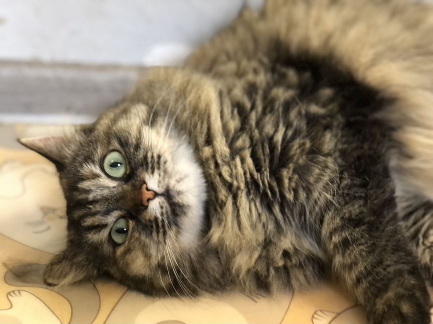 Кошечка ищет семью