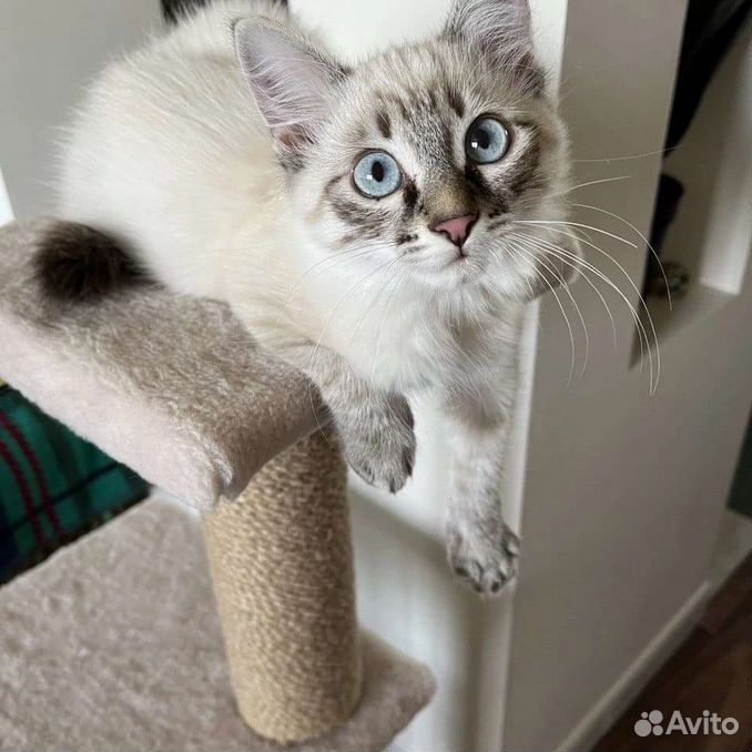 Красавец мальчишка В чудесные руки