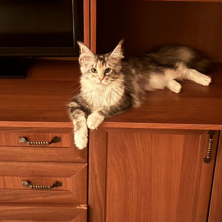 Мейкун кошечка, стерилизована