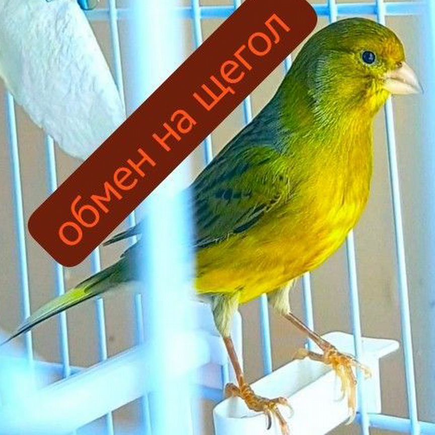 Канарейка самка