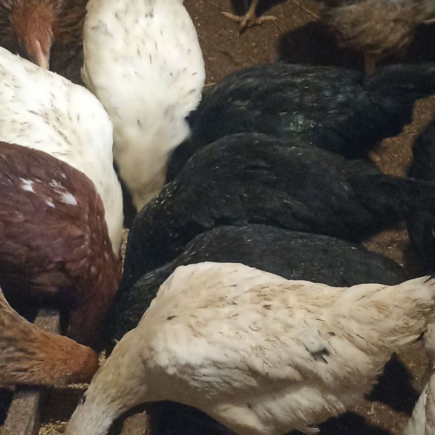 Продам кур-молодок 6-6, 5 мес