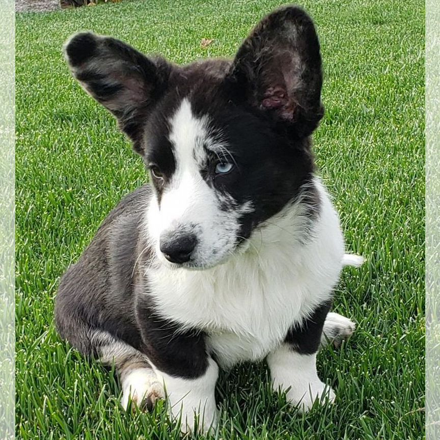 Вельш Корги Кардиган, щенок