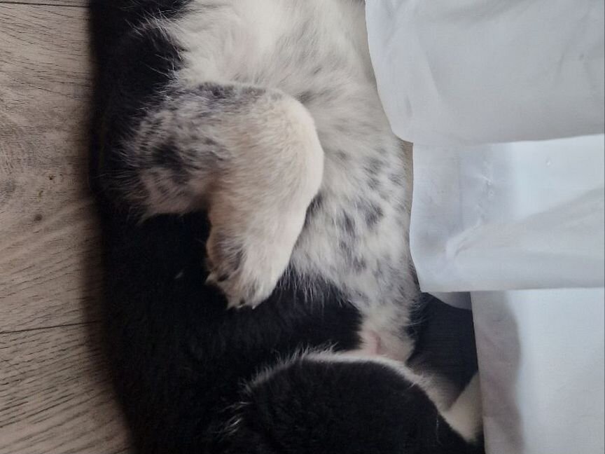 Щенок в добрые руки бесплатно