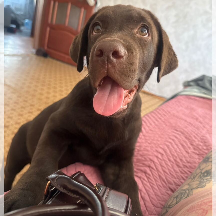 Лабрадор-ретривер, щенок