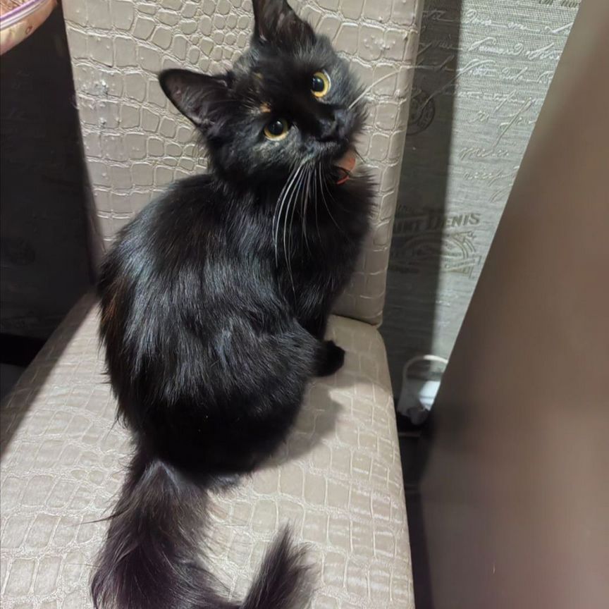 Красавица кошка