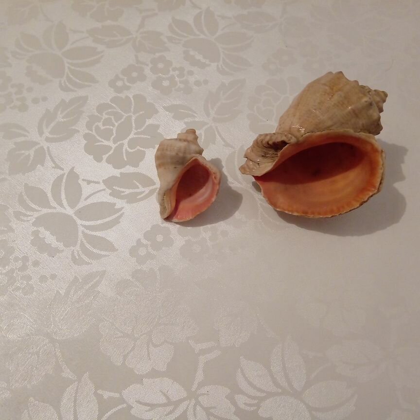 Морские раковины