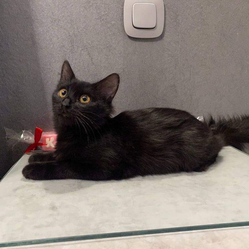 Котенок черный очень хочет домой