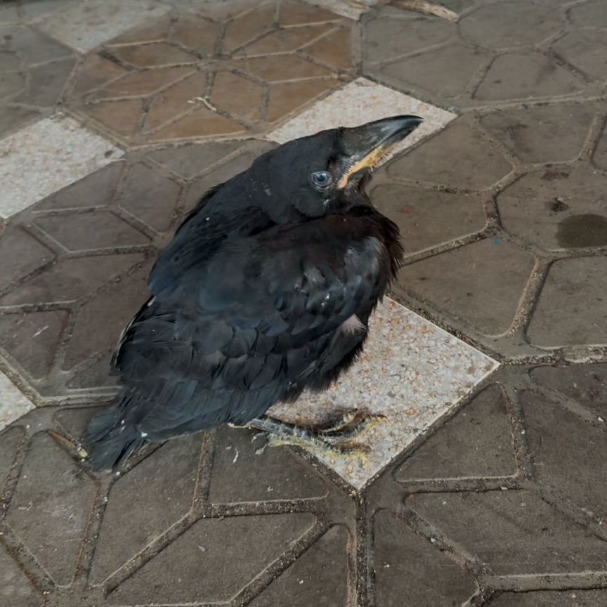 Птенец ворона