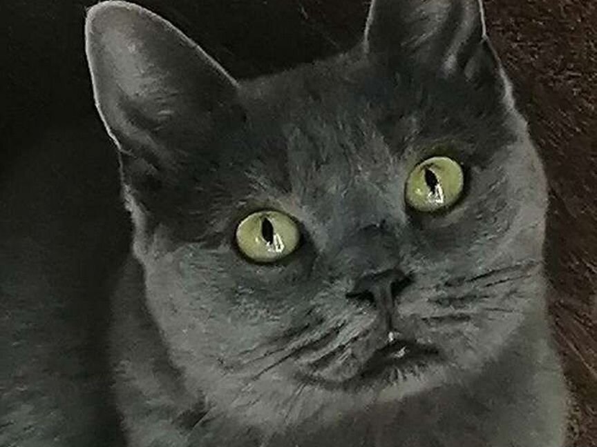Британская кошка бесплатно