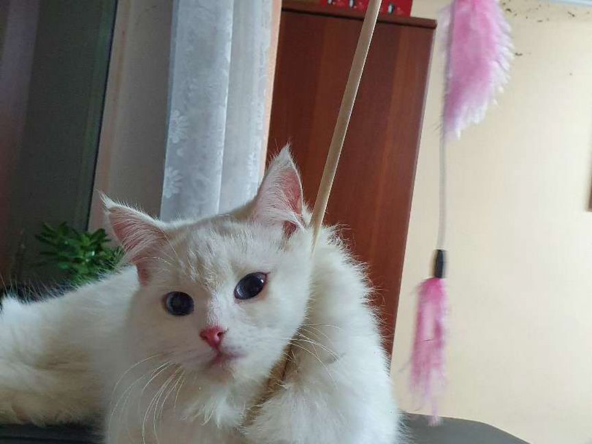 Малышка ищет дом Турецкая ангора