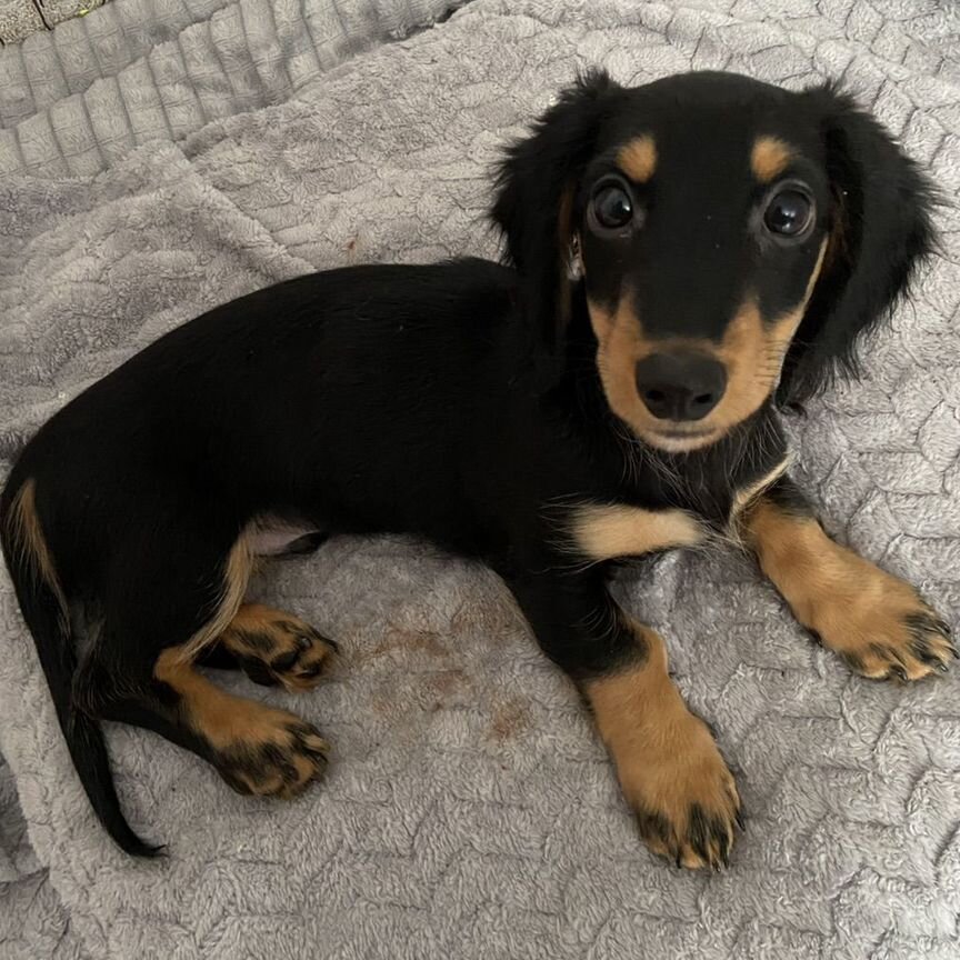 Такса, щенок