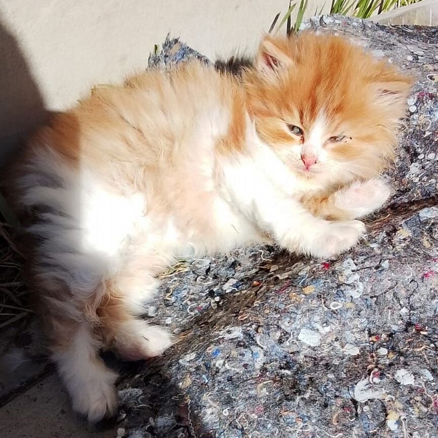 Котята