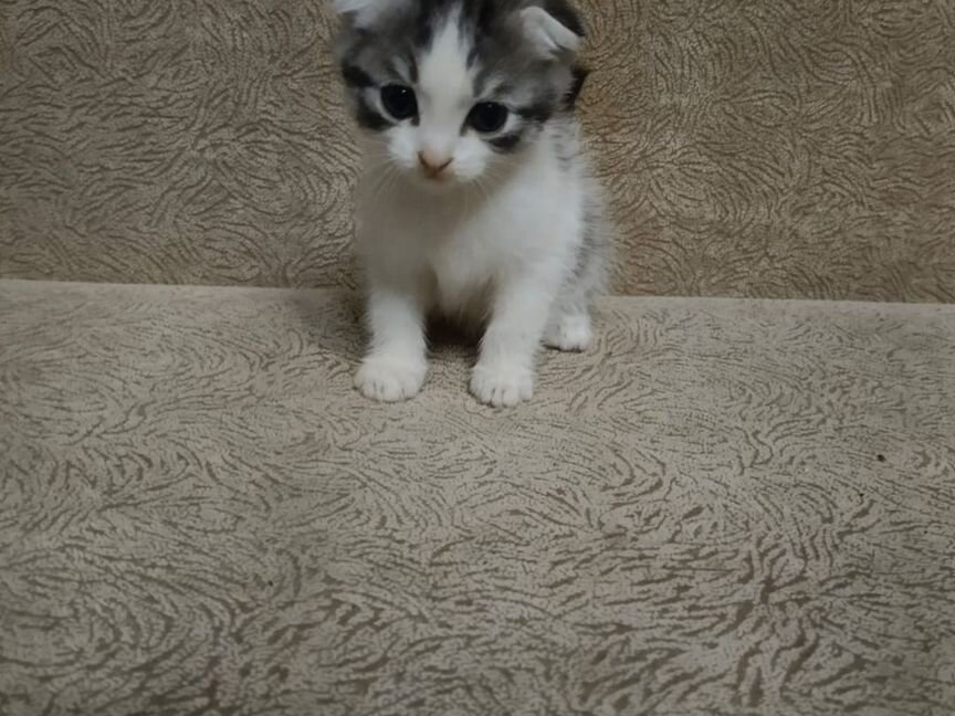 Вислоухие котята