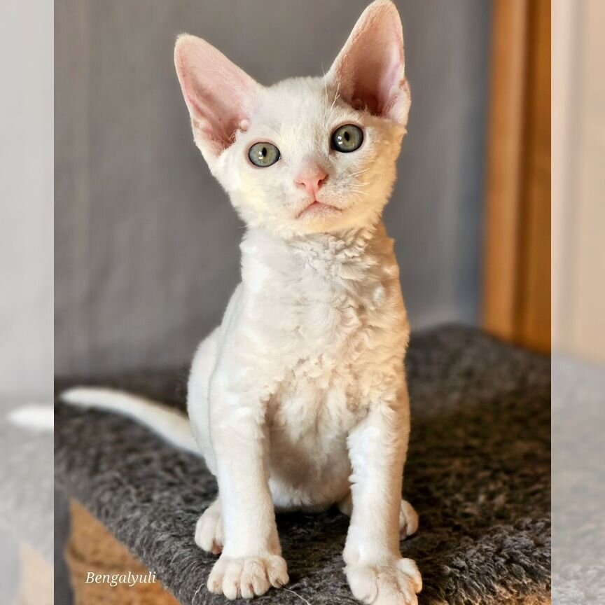 Котята девон-рекс