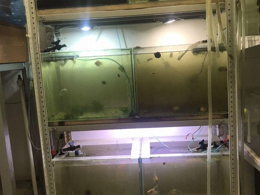 Аквариум разводня