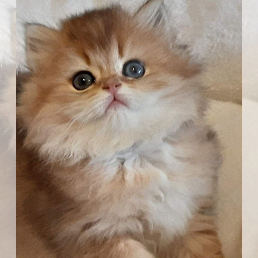 Британские золотые котята