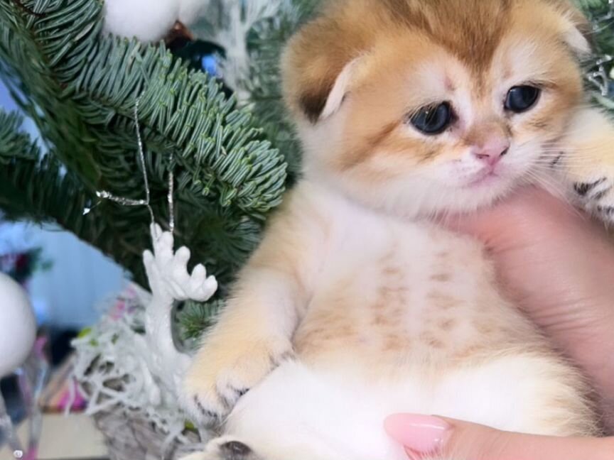 Новогодние королевские котята