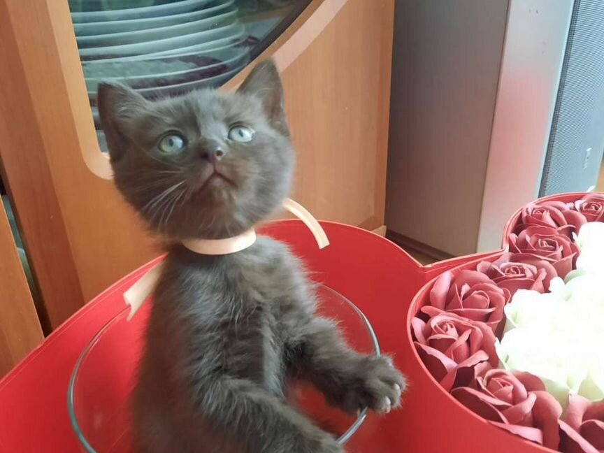Кошка