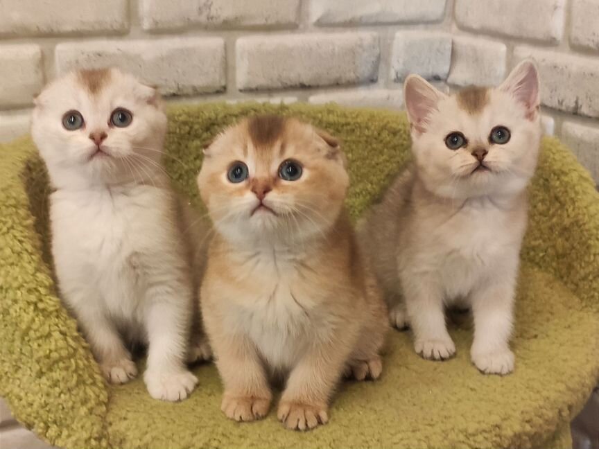 Шотландские котята