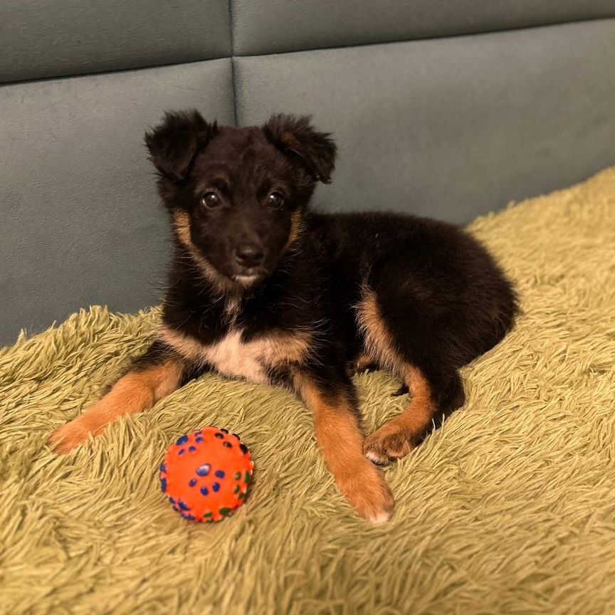 Щенок в добрые руки