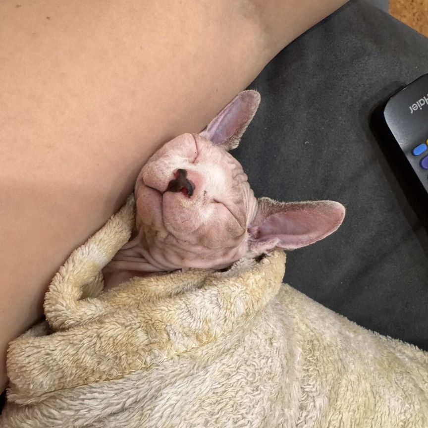 Канадский сфинкс котёнок