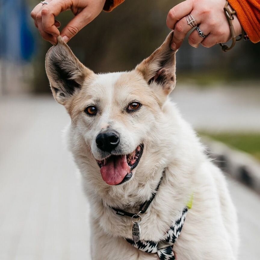 Собака в добрые руки