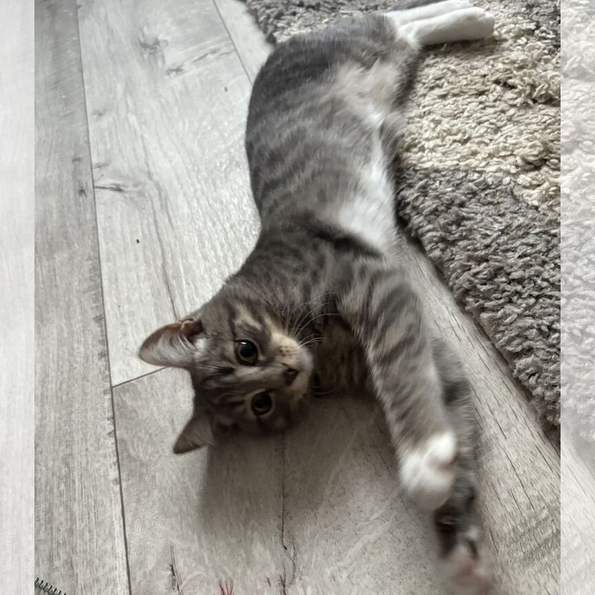 Отдам котика в добрые руки