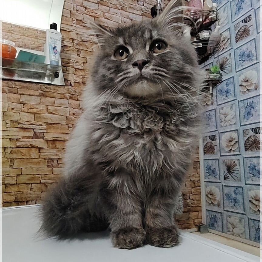 Котёнок Мейн-кун