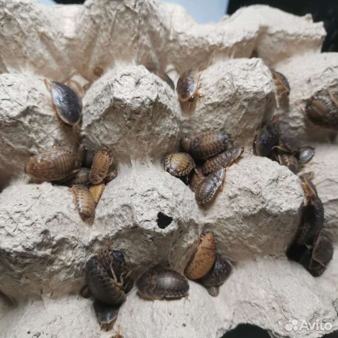 Аргентинский таракан (Блаптика дубия)