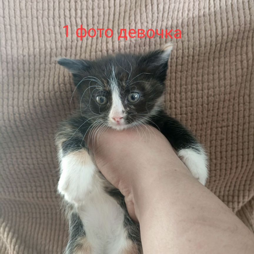 Котята в добрые руки 1 месяц