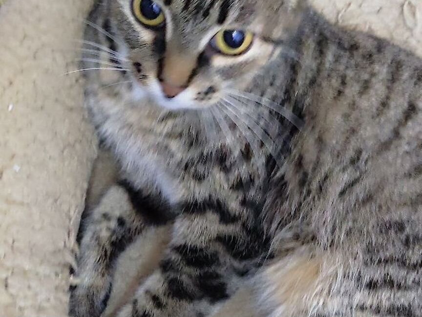 Кошка
