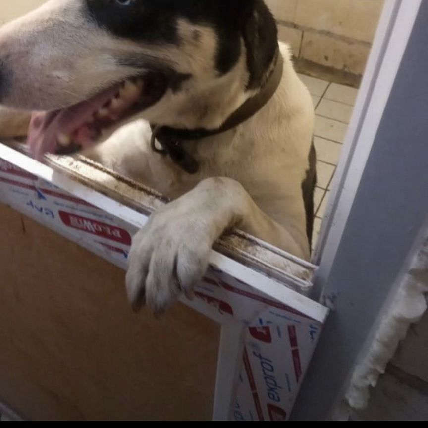 Пёс Сникерс