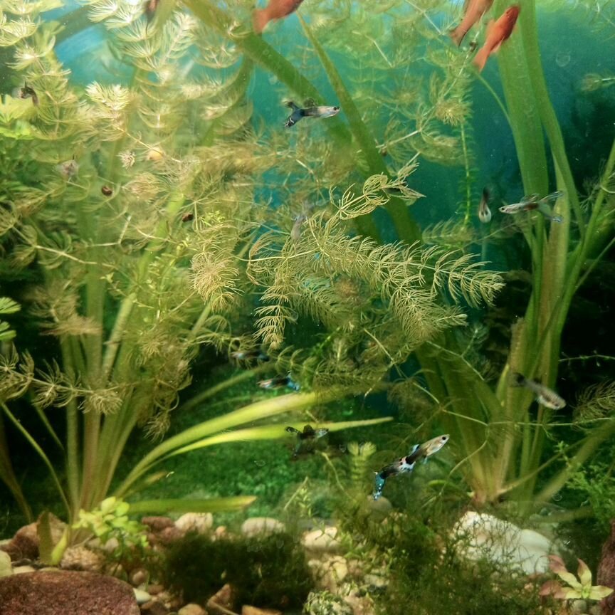 Аквариумные рыбки