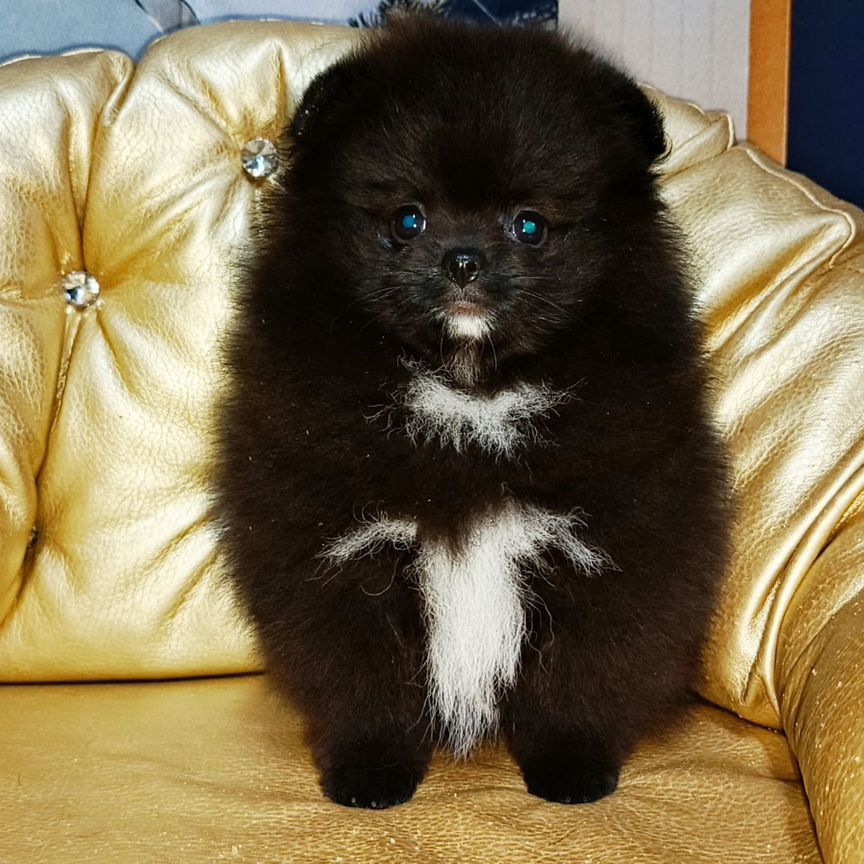 Померанский шпиц, щенок