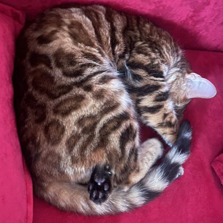 Бенгальская, взрослая кошка