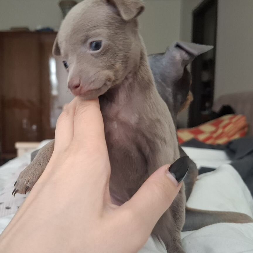 Русский той-терьер, щенок