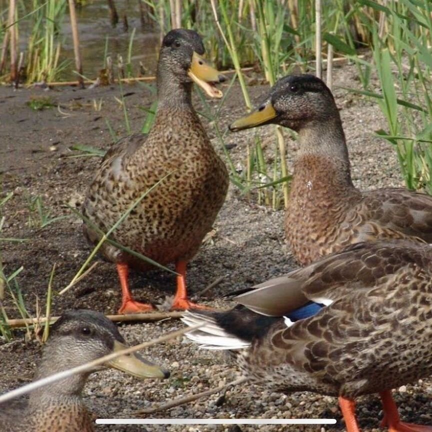 Подсадные утки