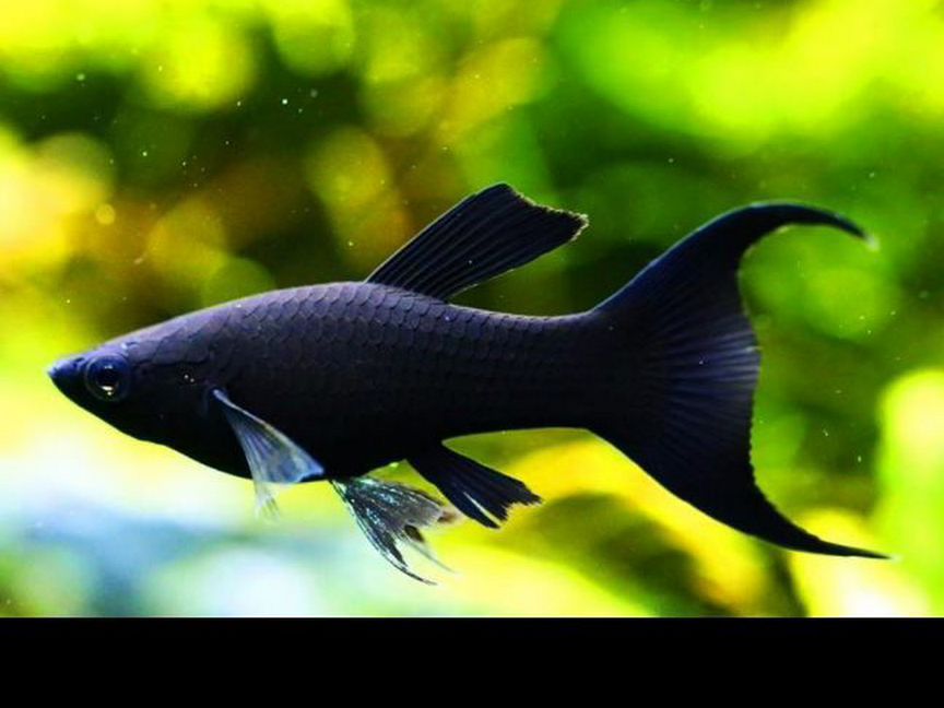 Аквариумные рыбки