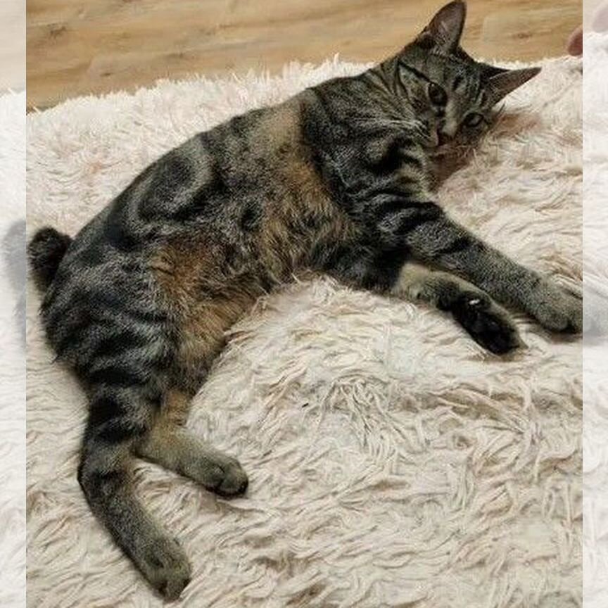 Курильский бобтейл короткошёрстный, взрослая кошка