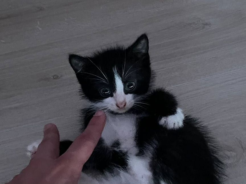 Отдаются два чудных котика