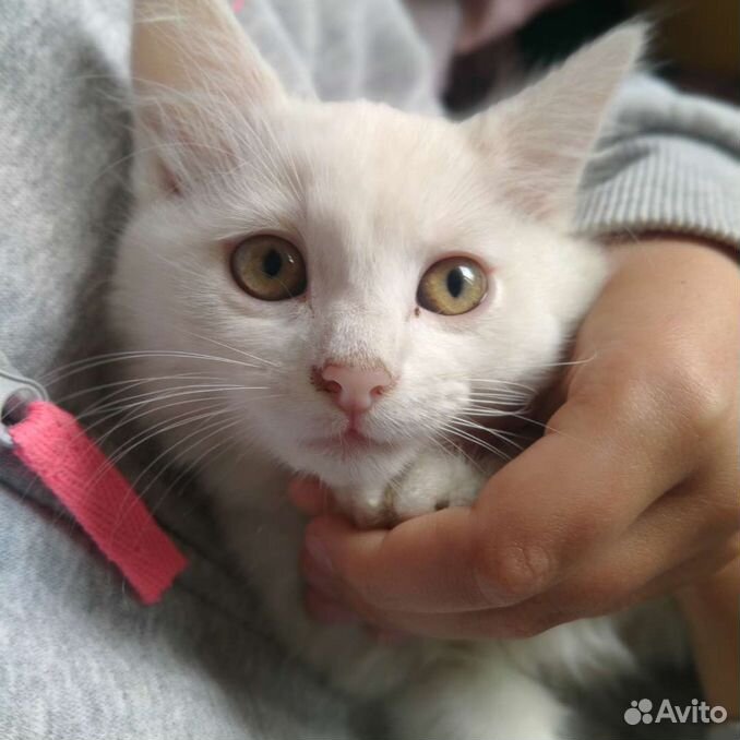 Котенок Кокосик девочка 2 с половиной месяца