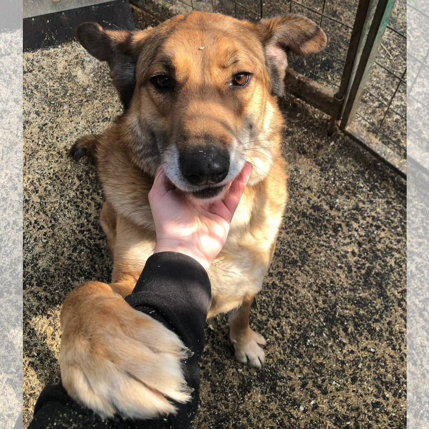 Взрослый пёс в добрые руки