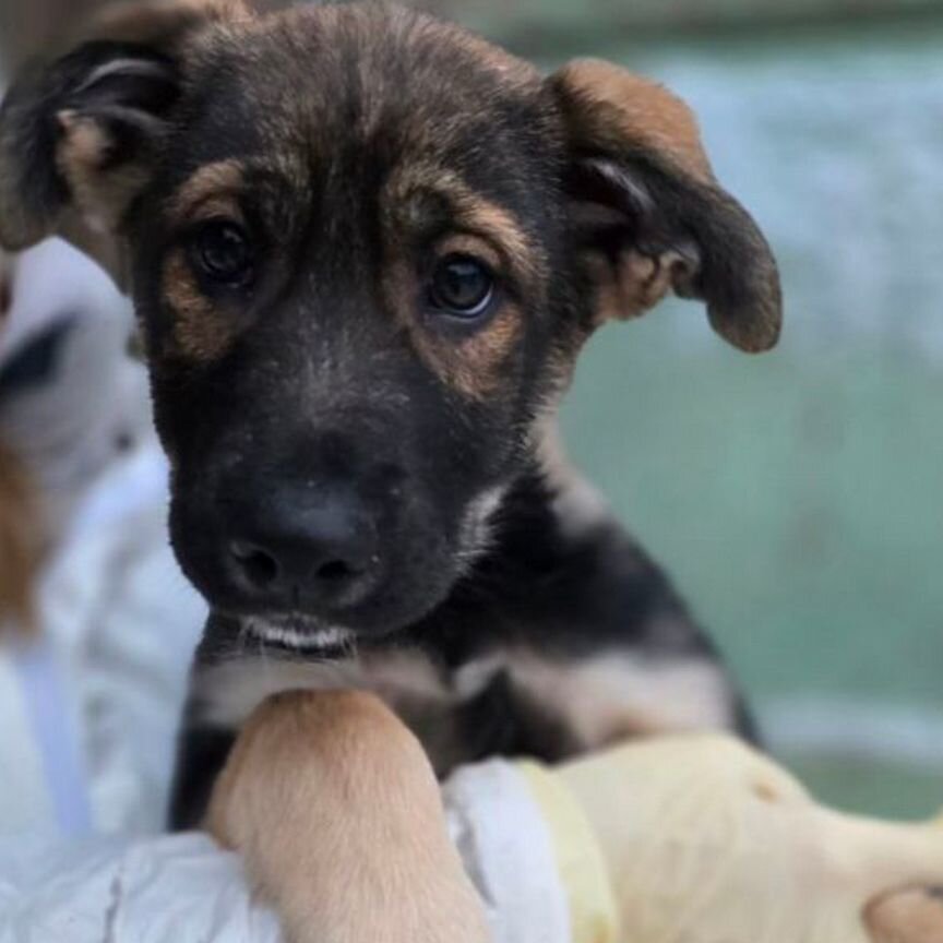 Щенок в добрые руки