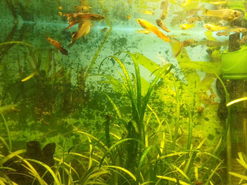 Аквариумные рыбки гуппи