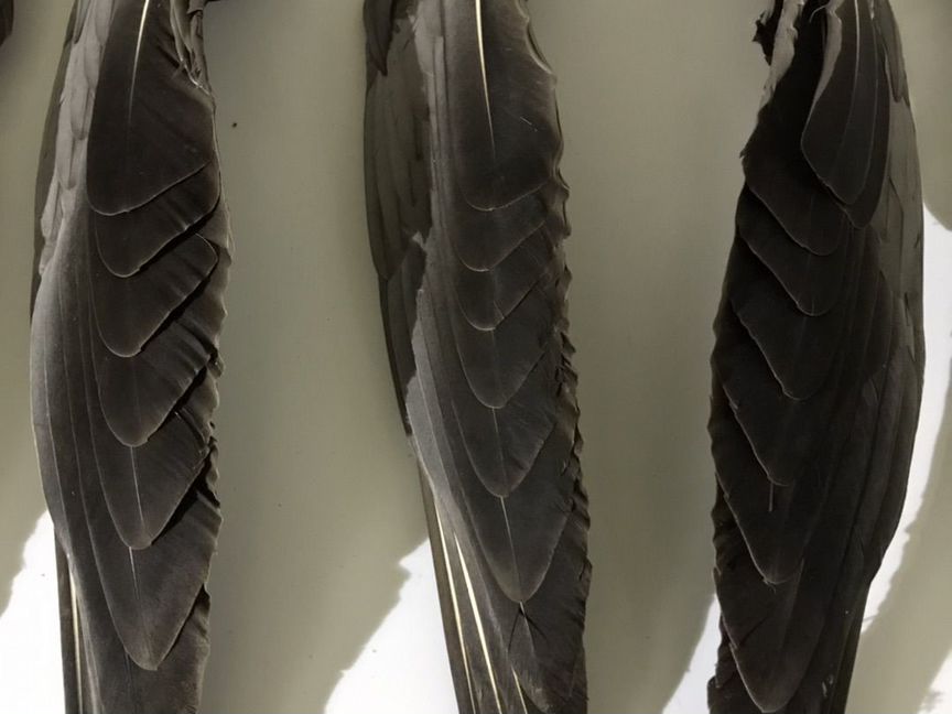 Крыло сухое гусиное для работы с пчёлами