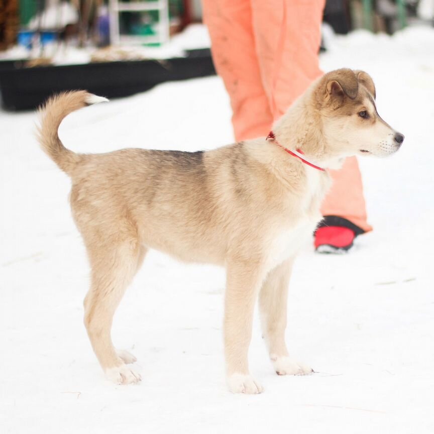 Щенки в добрые руки. Привезем до дома